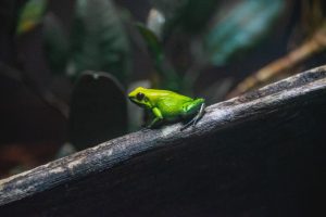10 Interesting Facts About Pumpkin Toadlets - Depth World