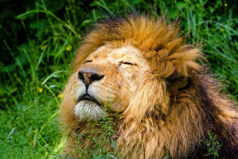 Top 10 Beautiful Animals With Beard - Depth World