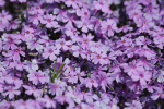 Top 20 Most Smallest Flowers In The World - Depth World