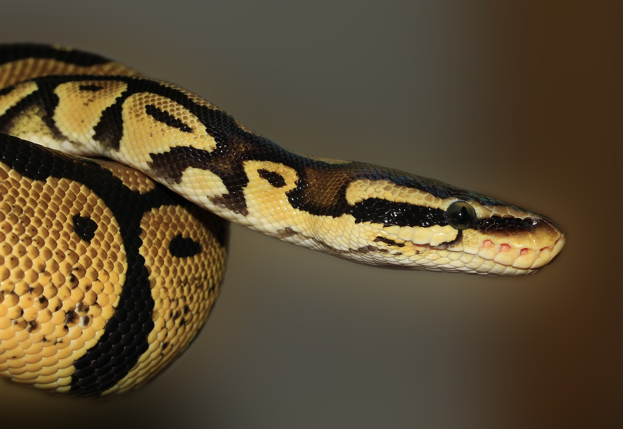 20 Most Beautiful Snakes in the World - Depth World